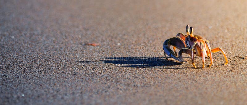 A Crab Crawling on the Beach Sand Stock Photo - Image of nature ...