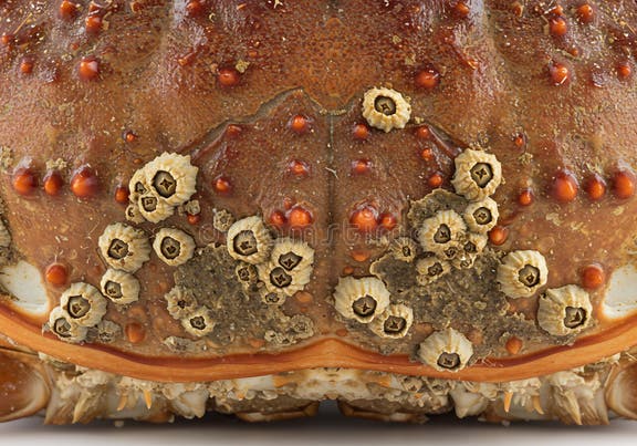 Crab Shell with Barnacles stock illustration. Illustration of organism ...