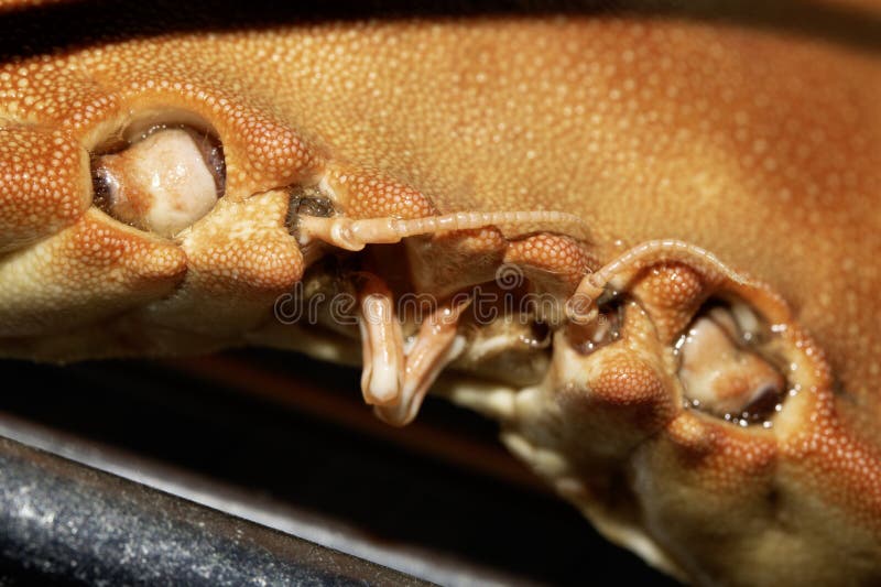 Close Up of a Crab Shell and Face Stock Image - Image of lake, shell ...