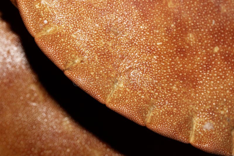 Close Up of a Crab Shell and Face Stock Photo - Image of orange, face ...