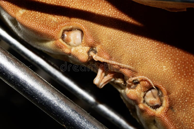 Close Up of a Crab Shell and Face Stock Image - Image of nutrition ...