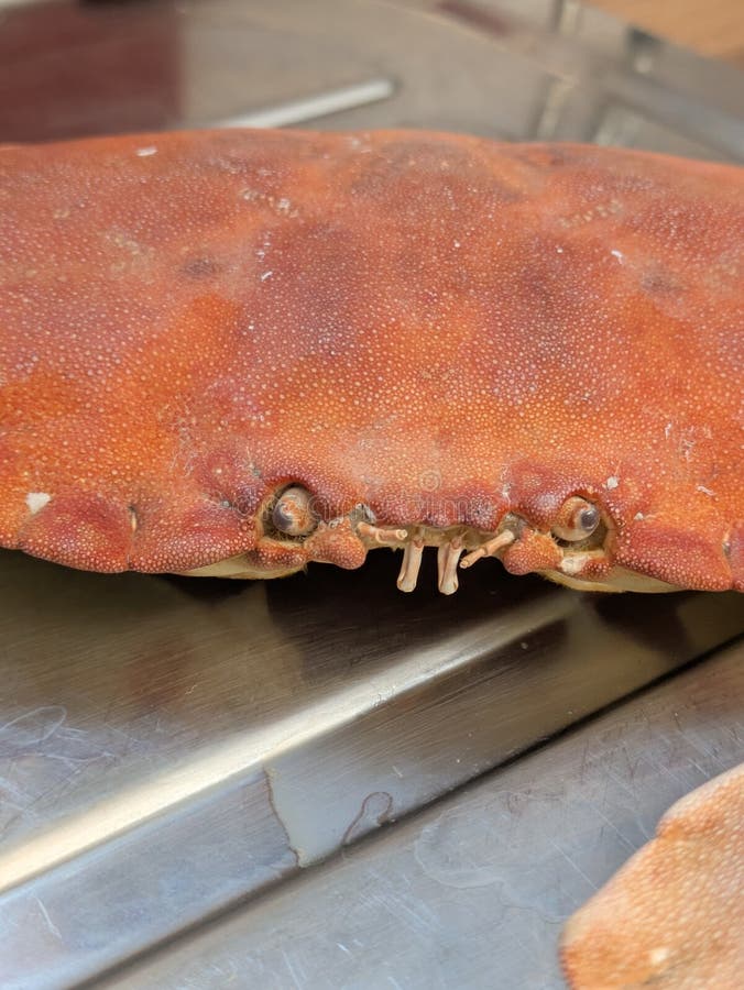 Close Up of a Crab Shell Face Thats Been Emptied for Cooking Stock ...