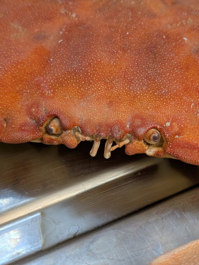 Close Up of a Crab Shell Face Thats Been Emptied for Cooking Stock ...