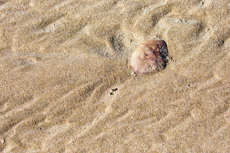Close Up of a Crab Shell on an Oregon Beach Stock Image - Image of ...