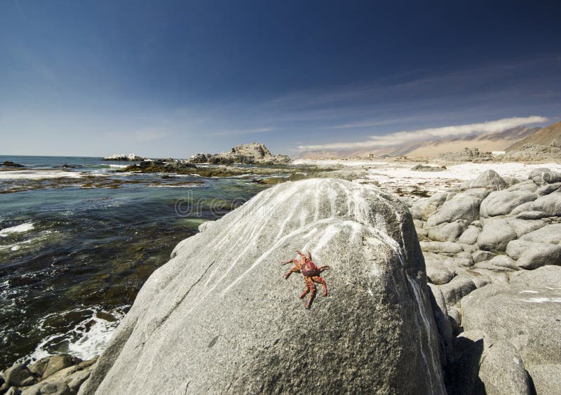 Close-up Crab Sitting on Big Stone Near Ocean Beach Stock Photo - Image ... Close-up Crab Sitting on Big Stone Near Ocean Beach Stock Photo - Image ...