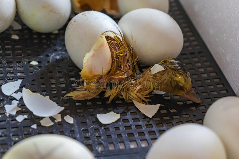 Hatching of Duck Chicken in an Incubator Stock Photo - Image of ...