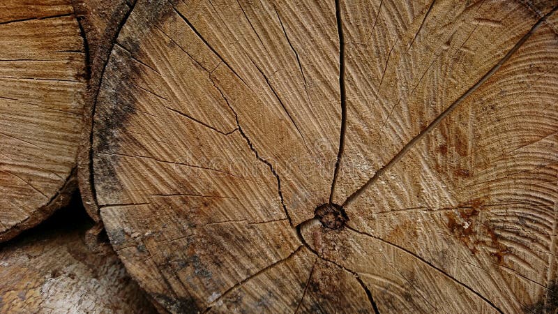 Close-up of Cracked and Dirty Old Pine Wood Texture Stock Photo - Image ...
