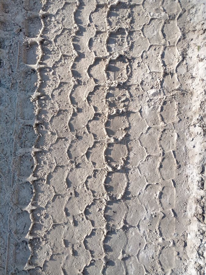 Grey Tree Bark Texture stock photo. Image of geology - 259270712