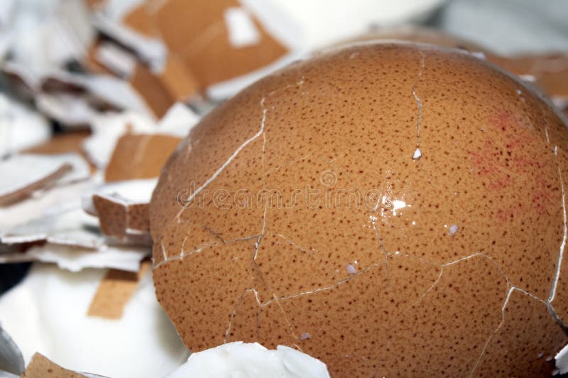 Close Up of a Cracked Peeled Shell Broken Egg on White Background Stock ...