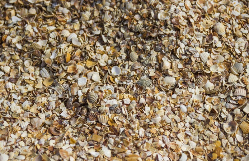 Close-up Cracked Sea-shells Stock Image - Image of close, nature: 81488573