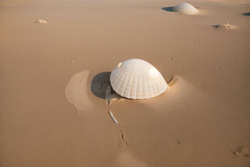 Close-up of a Cracked Seashell in the Sand Stock Illustration ...