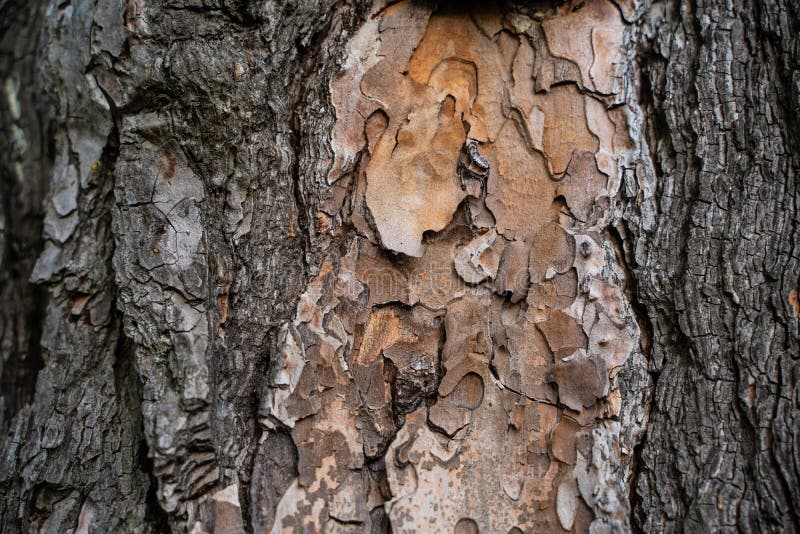 Close Up Cracked Tree Bark. Stock Photo - Image of material, plank ...