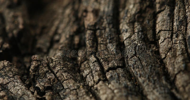 Close Up Textured Weathered Wood Showcasing Deep Grooves Natural ...