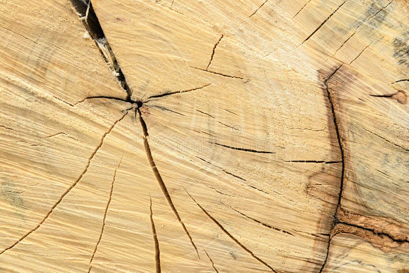 Cross Section of a Tree Trunk with Cracks and Annual Rings Stock Image ...