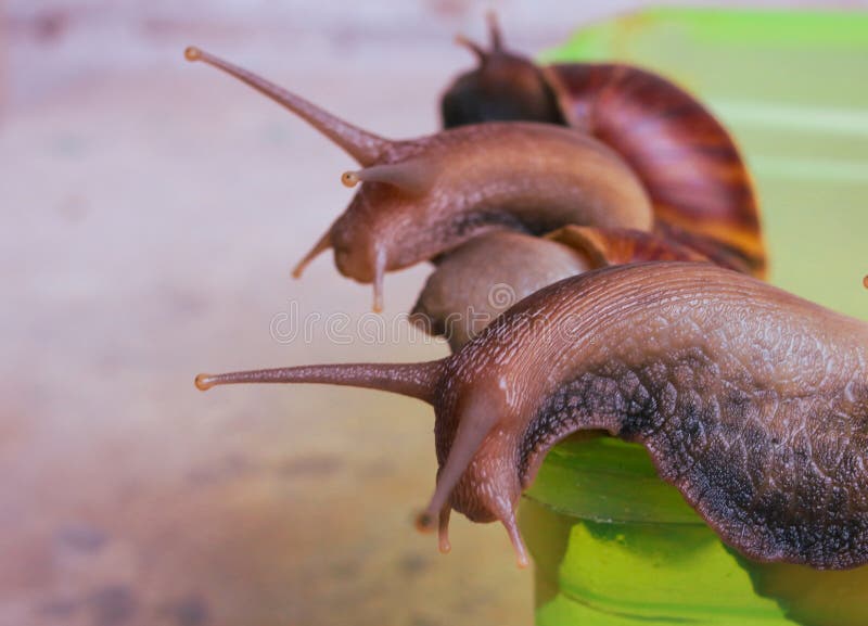 Close-up of a Crawling Achatina Fulica Snail Stock Photo - Image of ...