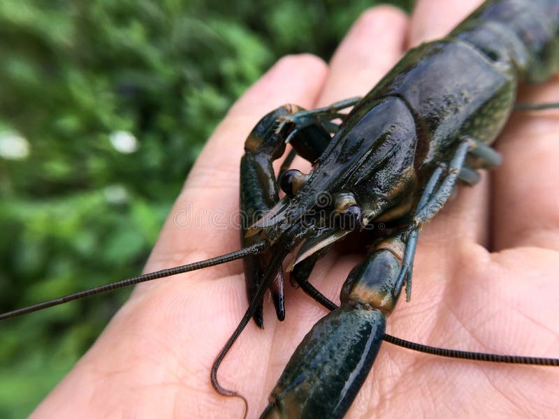 Crayfish in the hand stock image. Image of animal, fresh - 286643567