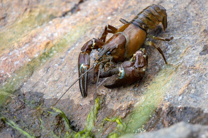 Close-up of a Crayfish on a Rock Stock Image - Image of desktop ...