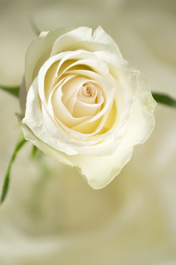 Rose cream colored stock photo. Image of genuine, white - 29739884