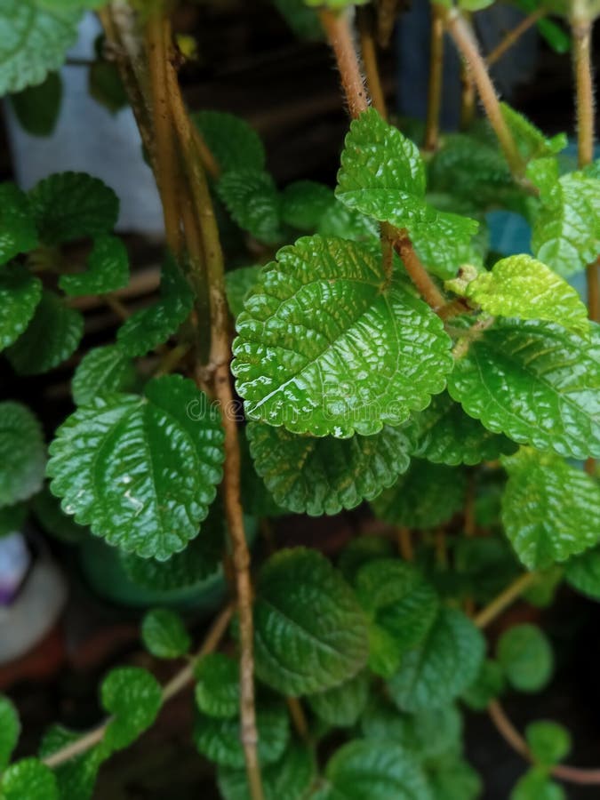 571 Creeping Charlie Plant Stock Photos - Free & Royalty-Free Stock ...