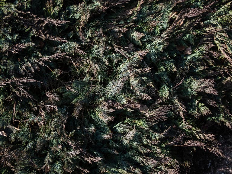 Creeping Juniper (juniperus Horizontalis) Dwarf of Jungwird with ...