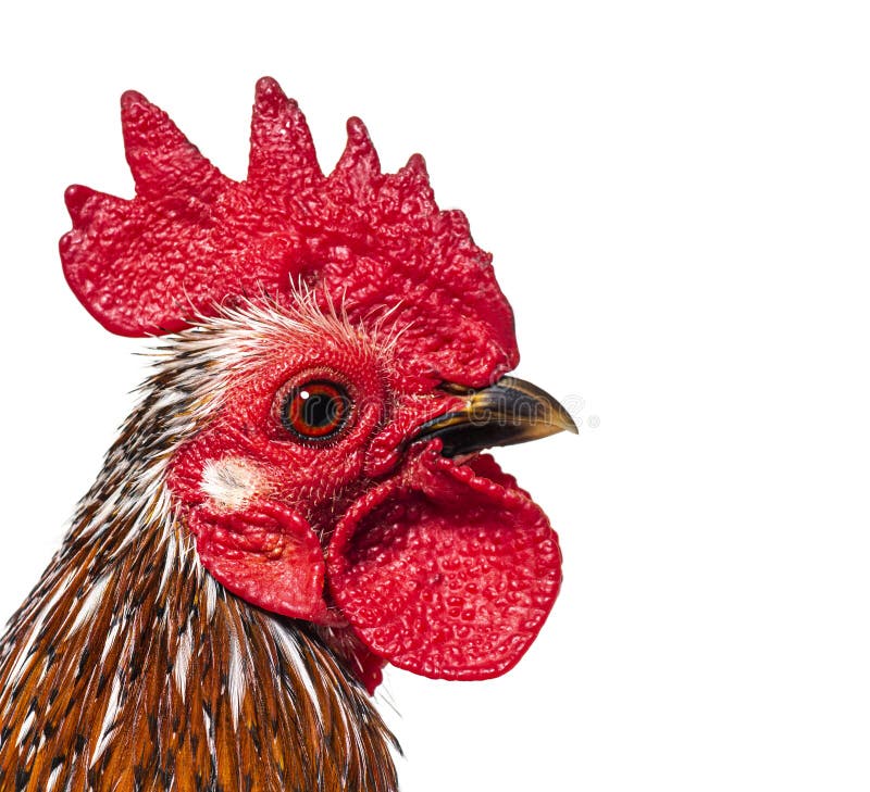 Male Serama Chicken stock image. Image of chicken, serama - 276133191