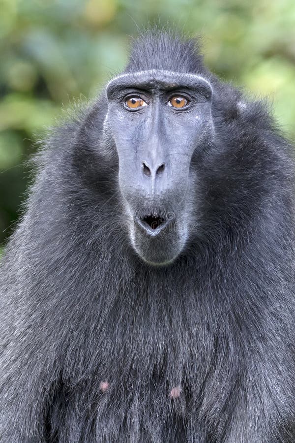 The Monkey in the Wild, Volcano Batur. Bali Island, Indonesia. 2000 ...