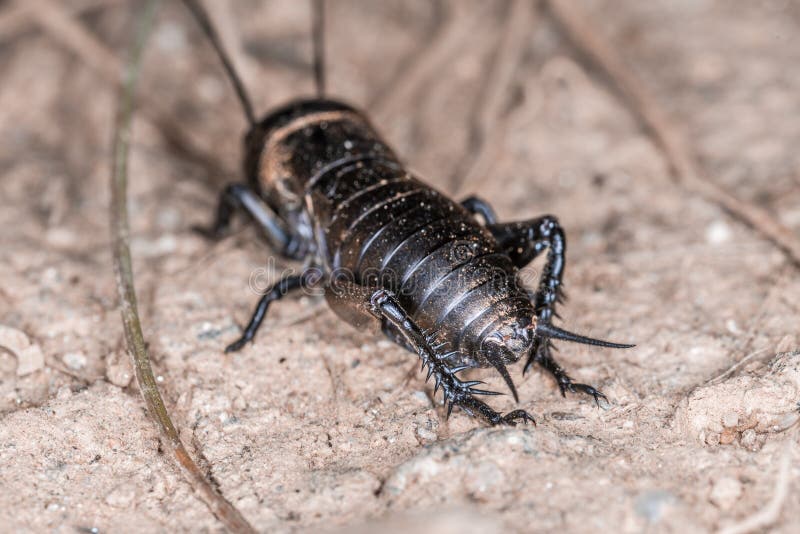 Close-up of a Cricket on a Field Path in the Bavarian Forest, Germany ...