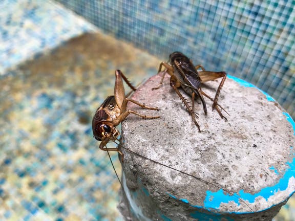 Close up of Crickets stock photo. Image of close, jump - 171089488
