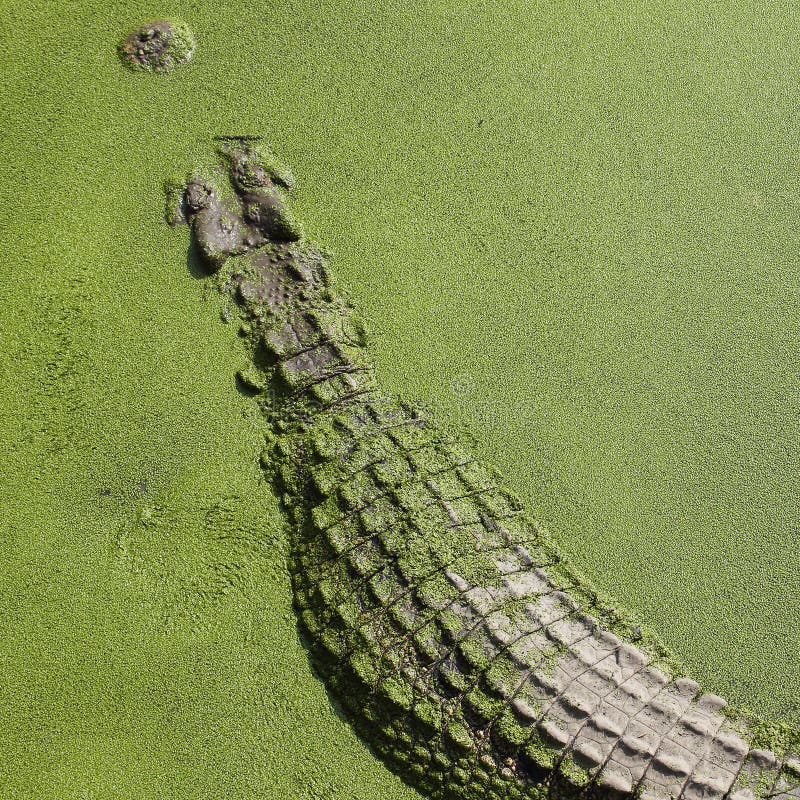 Crocodile body stock photo. Image of death, ground, carnivorous - 19154552