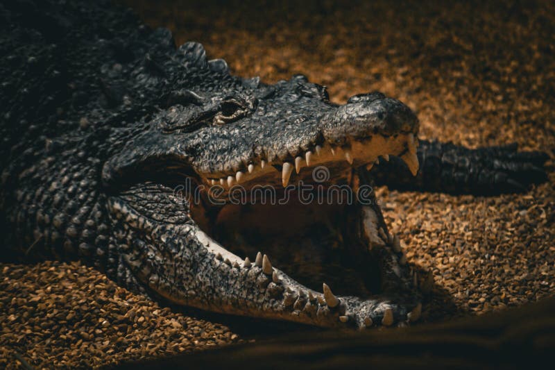 Close-up of a Crocodile with Mouth Open Stock Photo - Image of reptile ...