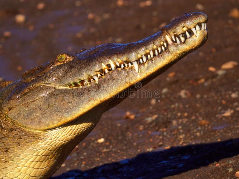 Close-up of a Crocodile with Razor-sharp Teeth, Bared in an ...