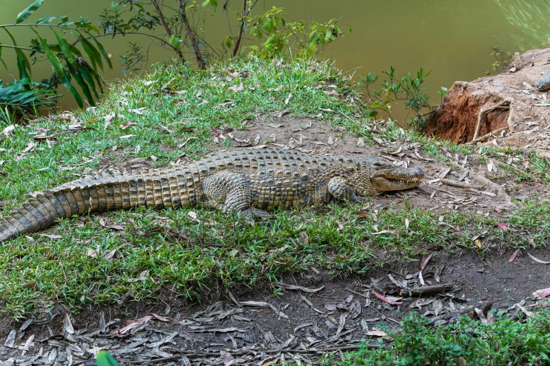 Crocodile by the Pond in Andasibe Reserve, Madagascar. Stock Photo ...