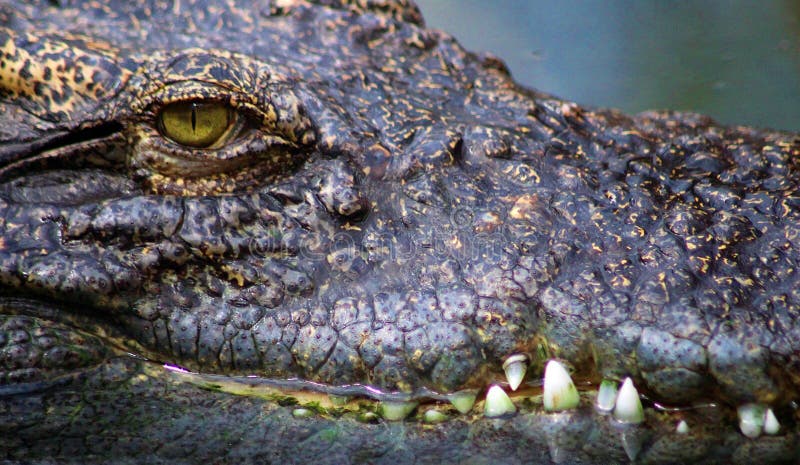 Crocodile Smile stock image. Image of green, lake, smile - 15149835