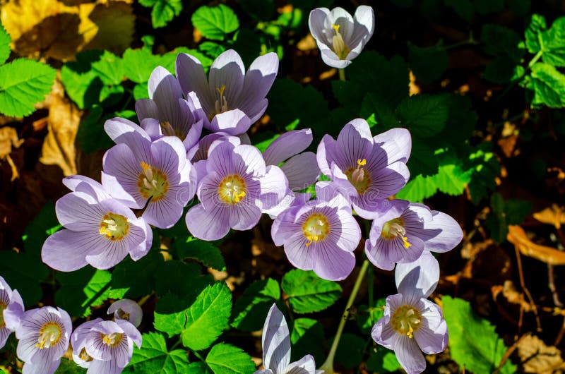 Close-up of Crocus Pulchellus, the Hairy Crocus Stock Photo - Image of ...