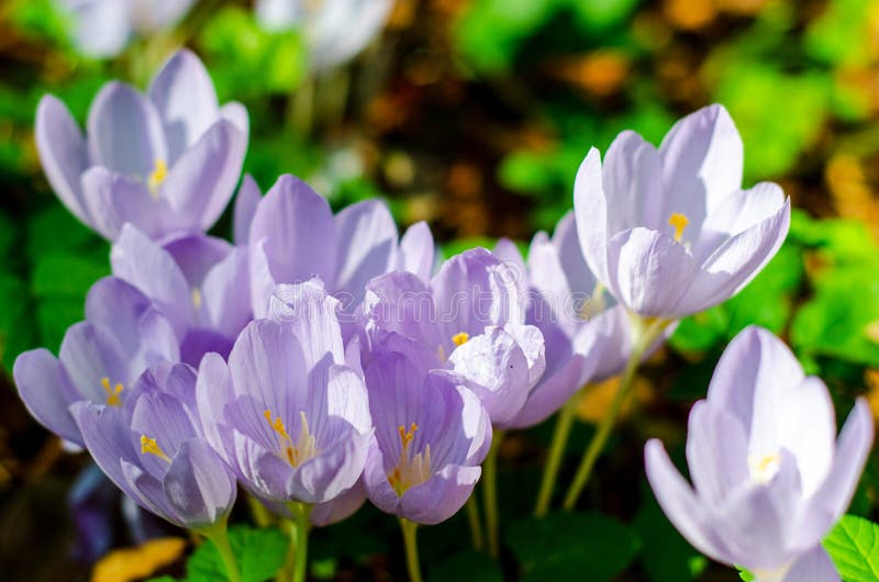 Close-up of Crocus Pulchellus, the Hairy Crocus Stock Photo - Image of ...