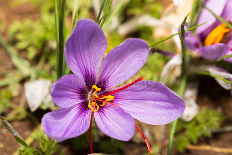 Turmeric Flower (Curcuma Longa) Stock Photo - Image of oriental, spicy ...