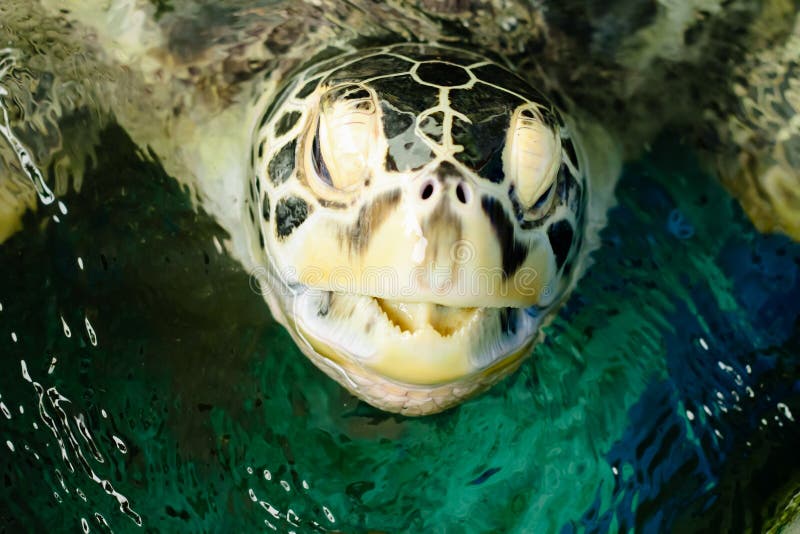 Smiling Sea Turtle Stock Photos - Free & Royalty-Free Stock Photos from ...