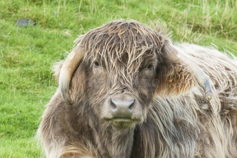 Close Up of Cross Bred Highland Cow Stock Photo - Image of beef ...