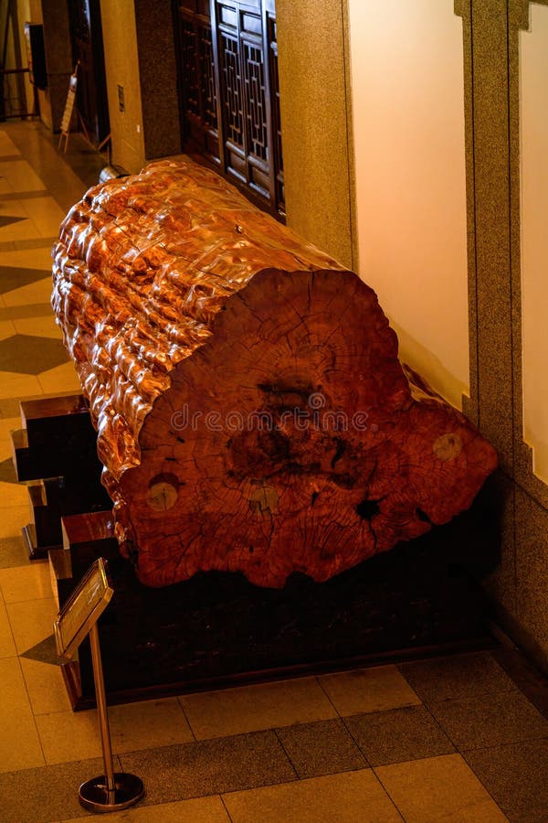 Close-up of Cross Section of a Huge Old Log Stock Image - Image of ...