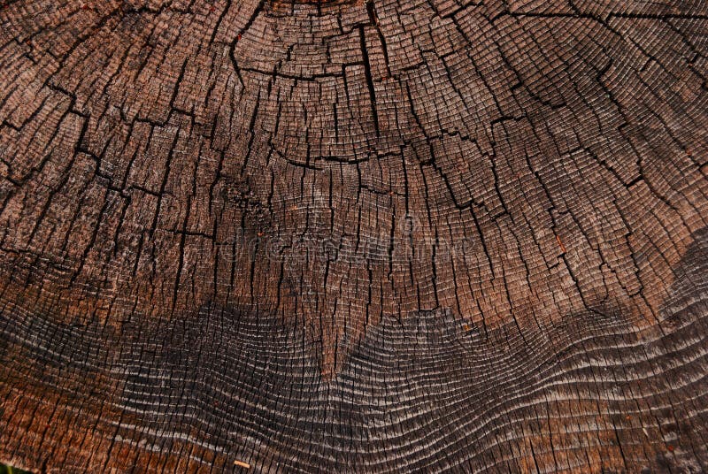 Close-up of a Cross-section of an Old Darkened Log Showing Intricate ...