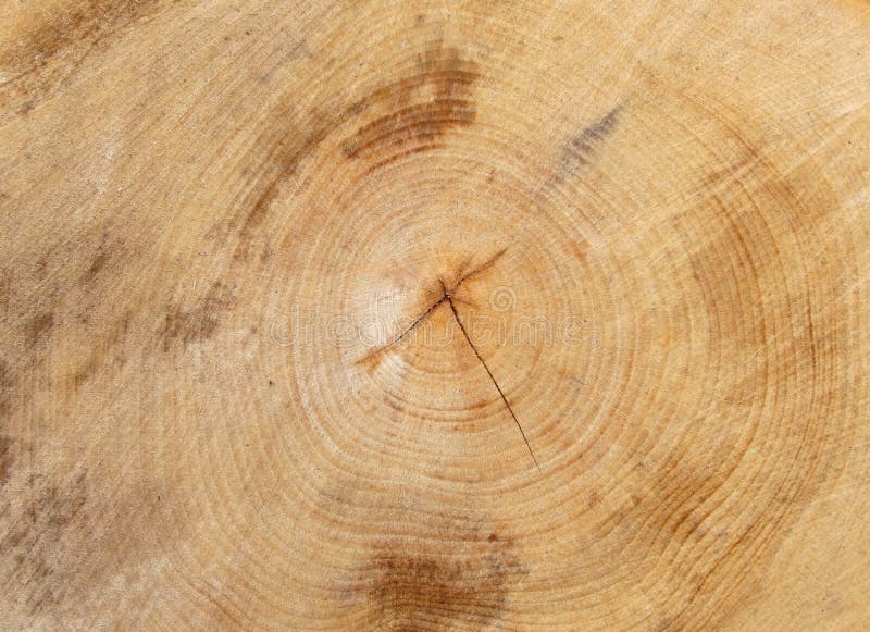 Close-up of a Cross Section of a Tree Stump Showing Aging Circles Stock ...