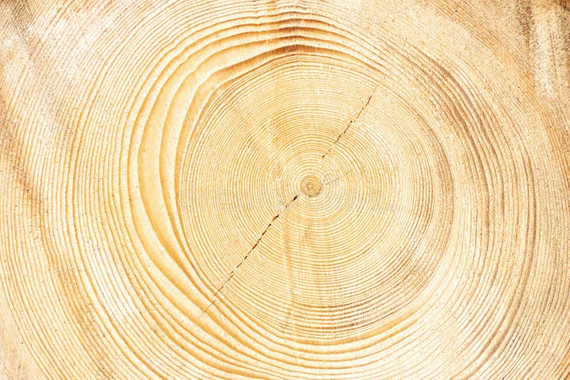 Close-up of a Cross Section of a Tree Stump Showing Aging Circles ...