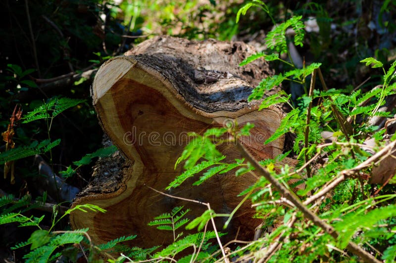 Close Up a Cross-sectional Piece of a Large Mango Tree Trunk among Wild ...