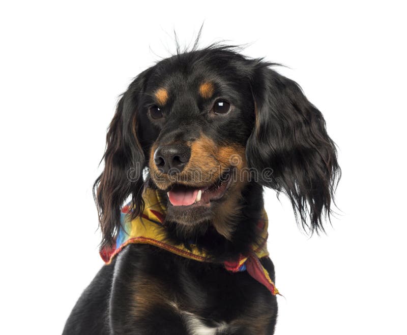 Close-up of a Crossbreed Dog Panting, Looking Away, Isolated Stock ...