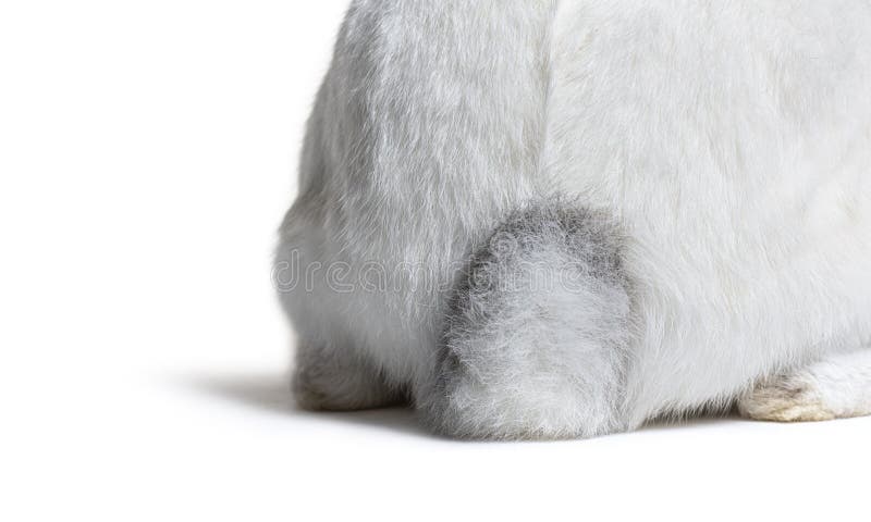 Close Up on a Crossbreed Rabbit Tail Stock Photo - Image of domestic ...