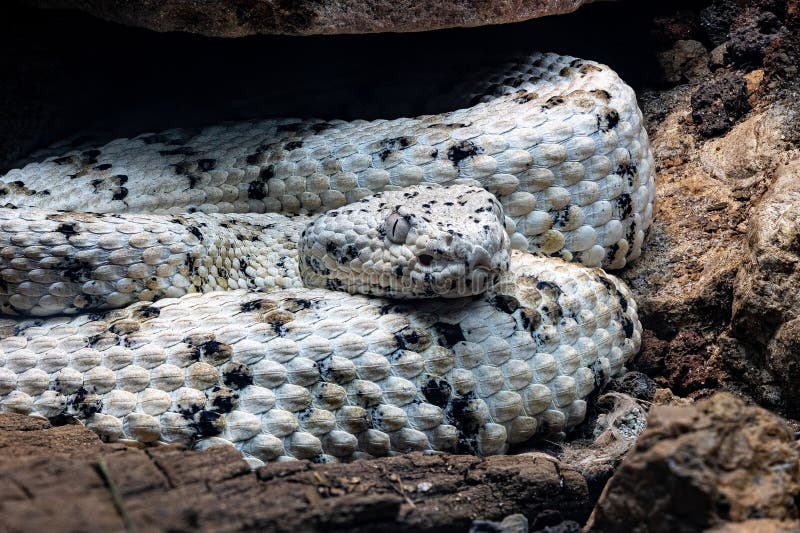 Close Up of a Crotalus Pyrrhus Snake Resting on a Rock Stock Photo ...