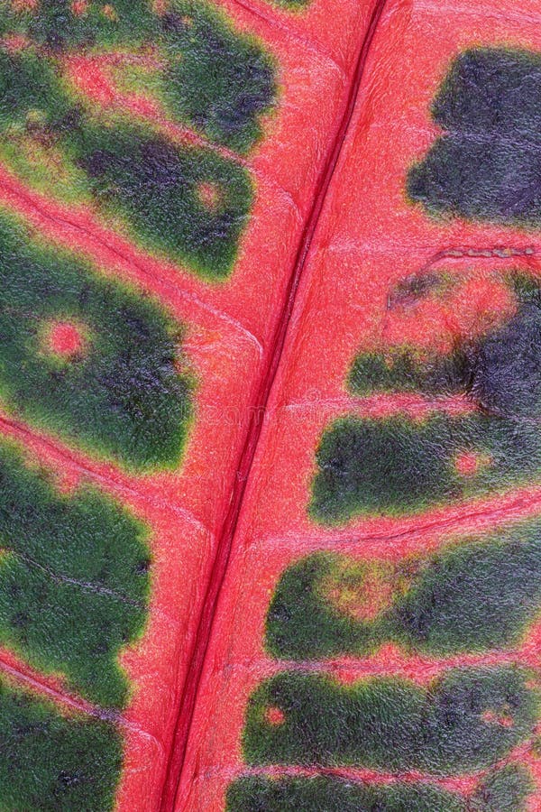 Codiaeum Variegatum.Garden Croton. Stock Photo - Image of houseplants ...