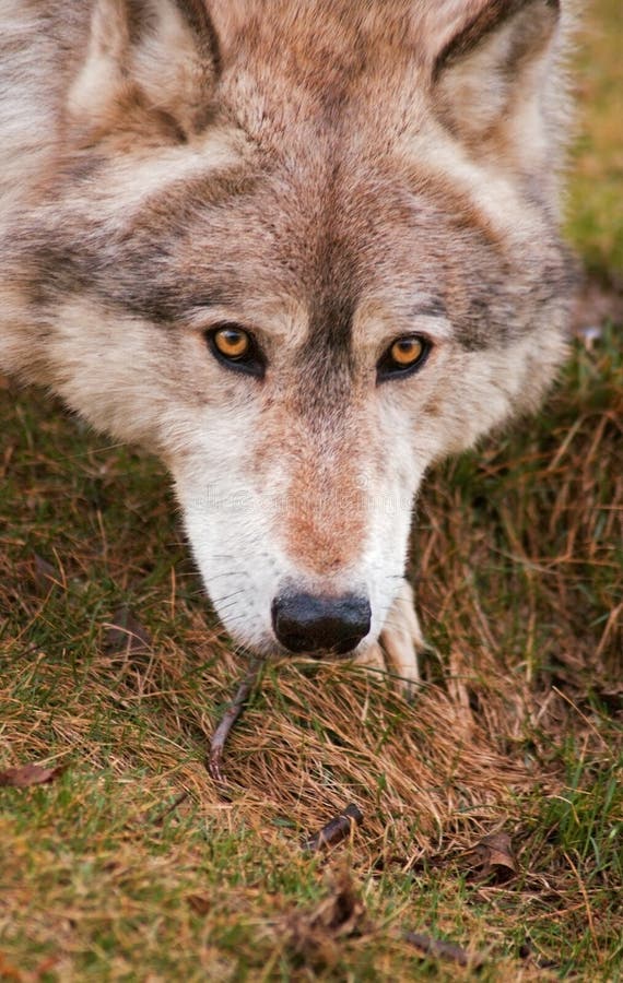 Close Up Crouching Timber Wolf Stock Photo - Image of mammal, wildlife ...