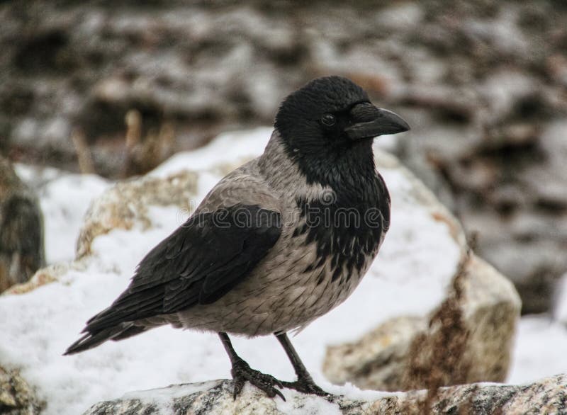 Close up of a crow stock photo. Image of close, finch - 255983788