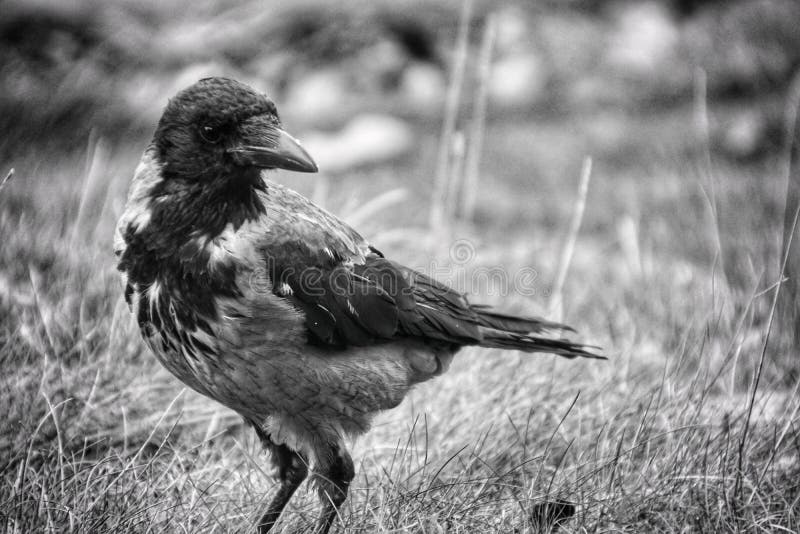 Close up of a crow stock photo. Image of animal, prairie - 256055530